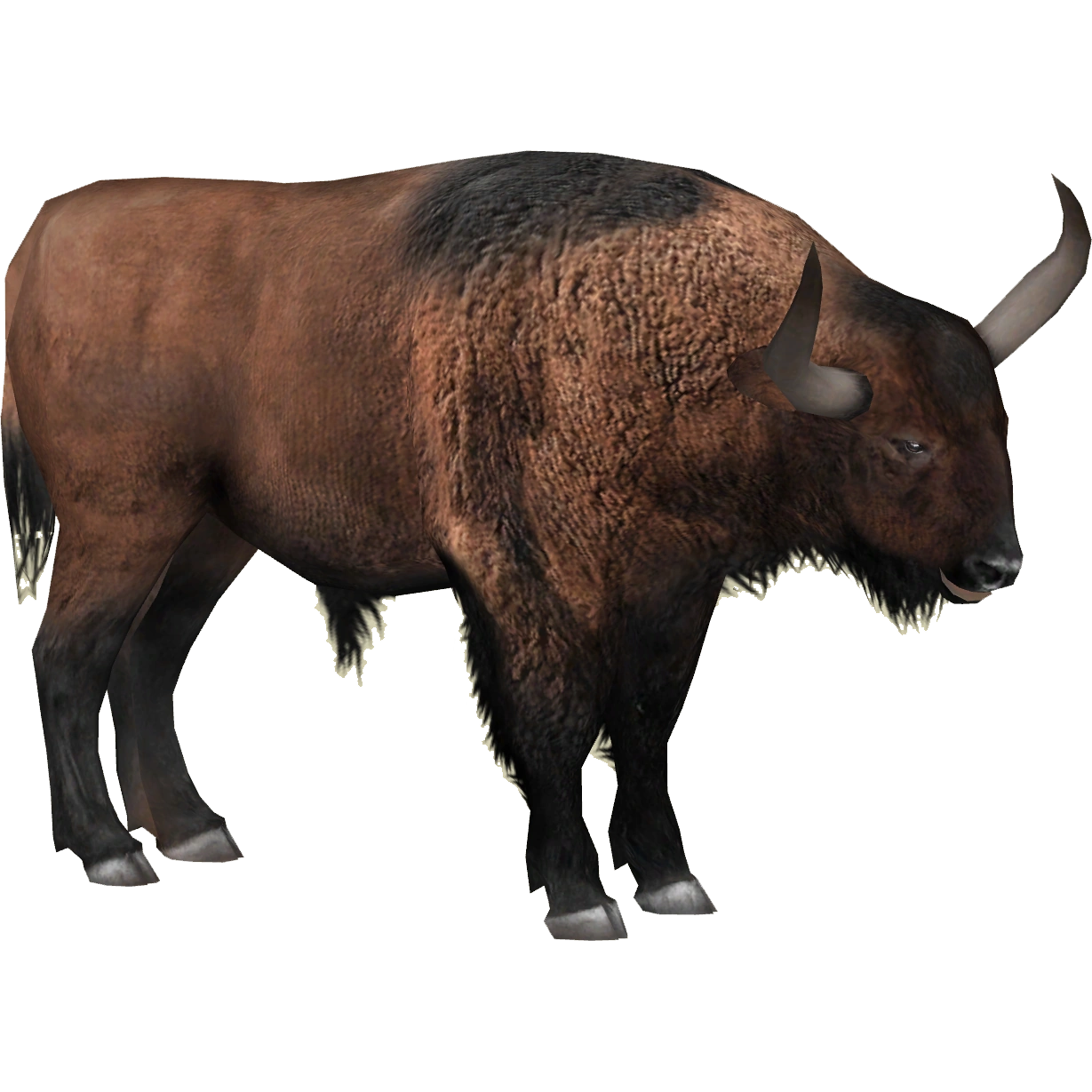 Bison Priscus