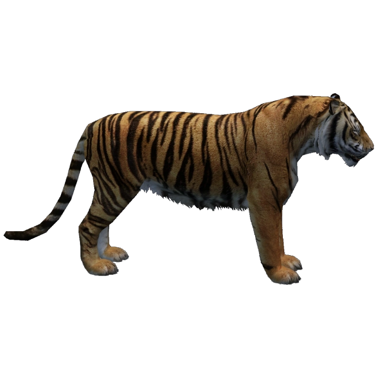Java Tiger