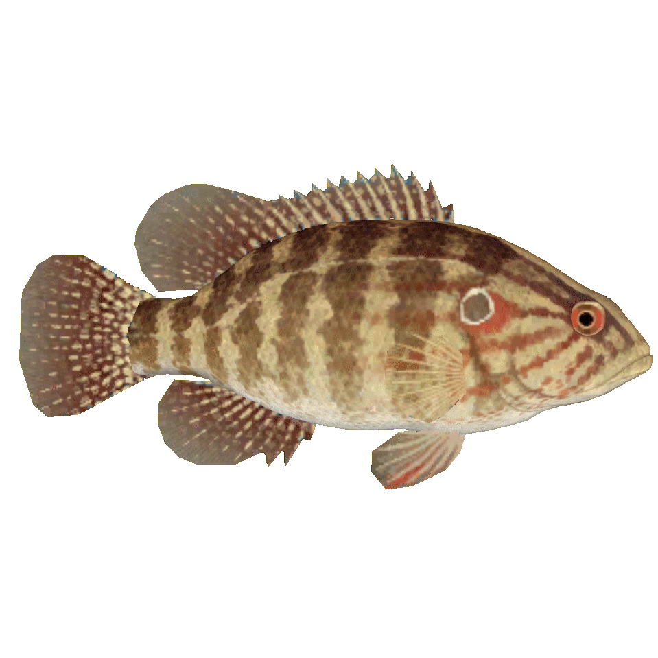 Japanese Perch (Thom) | ZT2 Download Library Wiki | Fandom