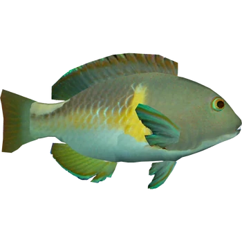 Orange Dotted Tuskfish (Dycki1231) | ZT2 Download Library Wiki | Fandom