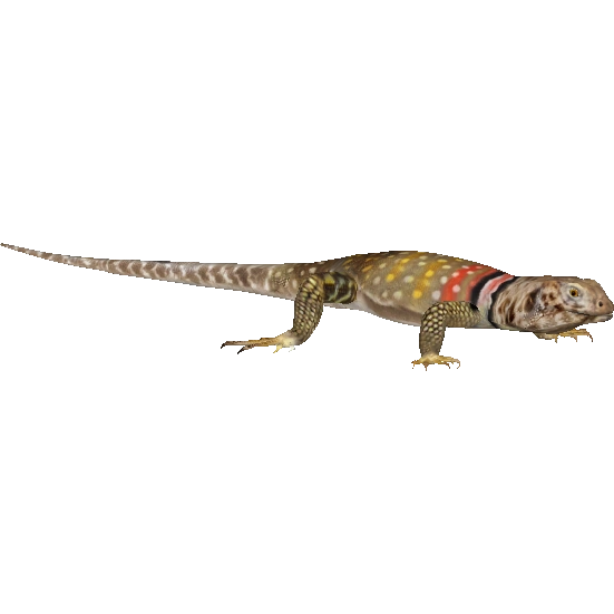 Common Collared Lizard (Tamara Henson) | ZT2 Download Library Wiki | Fandom