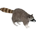 Category:Procyonids | ZT2 Download Library Wiki | Fandom