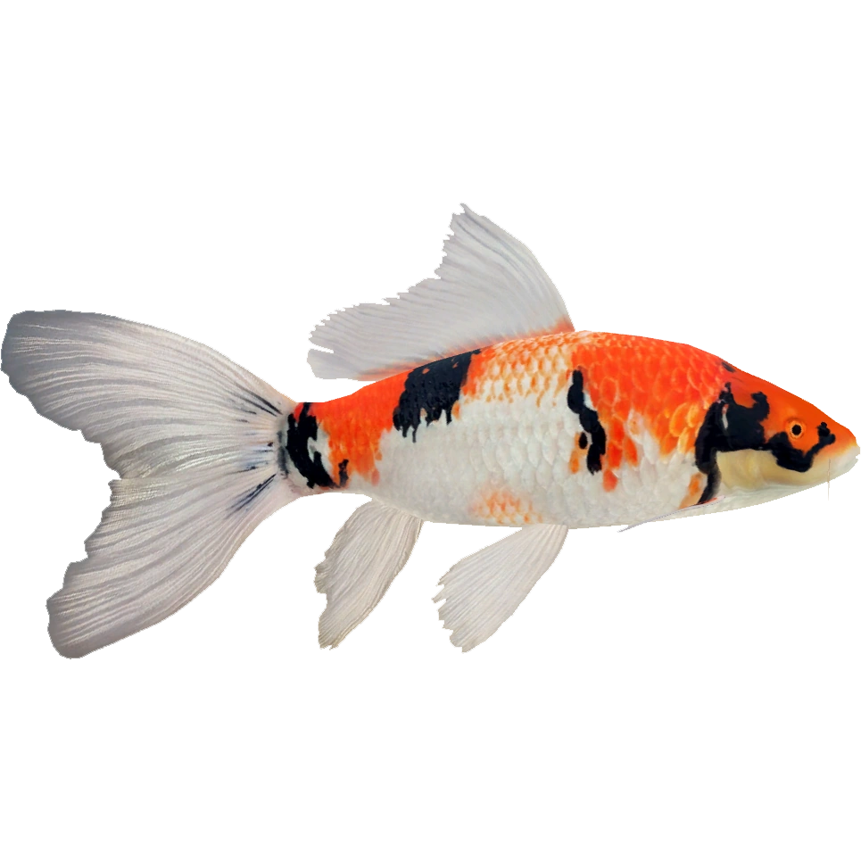Koi Fish Side View