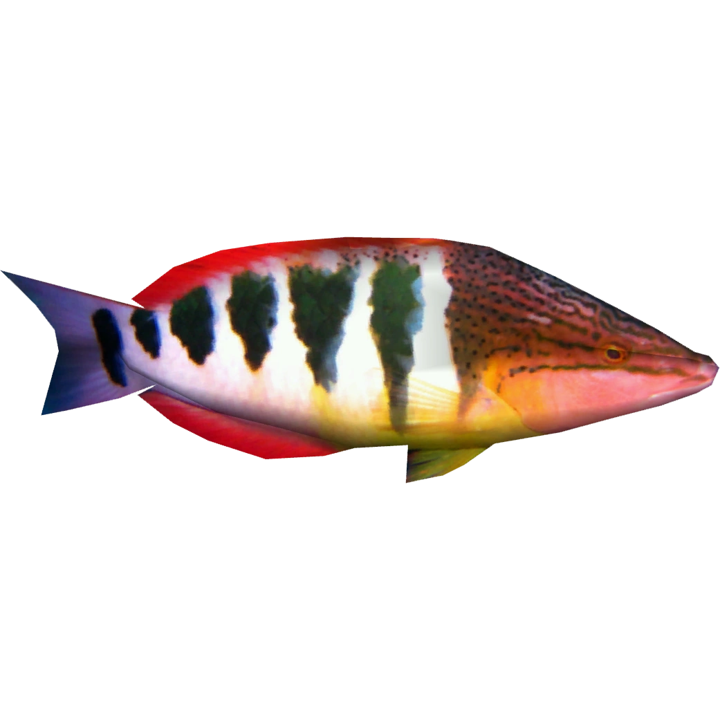 Halfbarred Wrasse (Whalebite) | ZT2 Download Library Wiki | Fandom