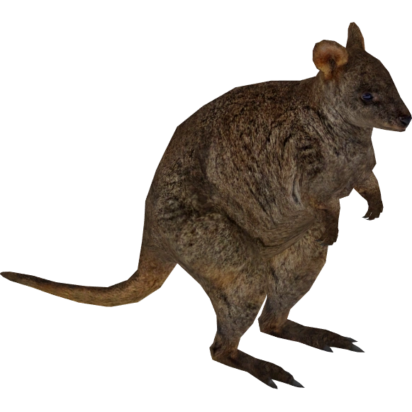 Tasmanian Pademelon