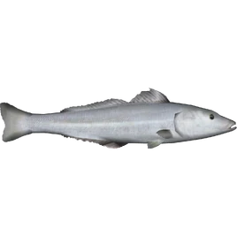 Western Trumpeter Whiting (Dycki1231) | ZT2 Download Library Wiki | Fandom