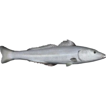 Western Trumpeter Whiting (Dycki1231) | ZT2 Download Library Wiki | Fandom