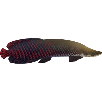 Arapaima (Buffzoo & Thom) | ZT2 Download Library Wiki | Fandom