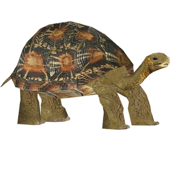 Colossochelys (Kingcobrasaurus) | ZT2 Download Library Wiki | Fandom