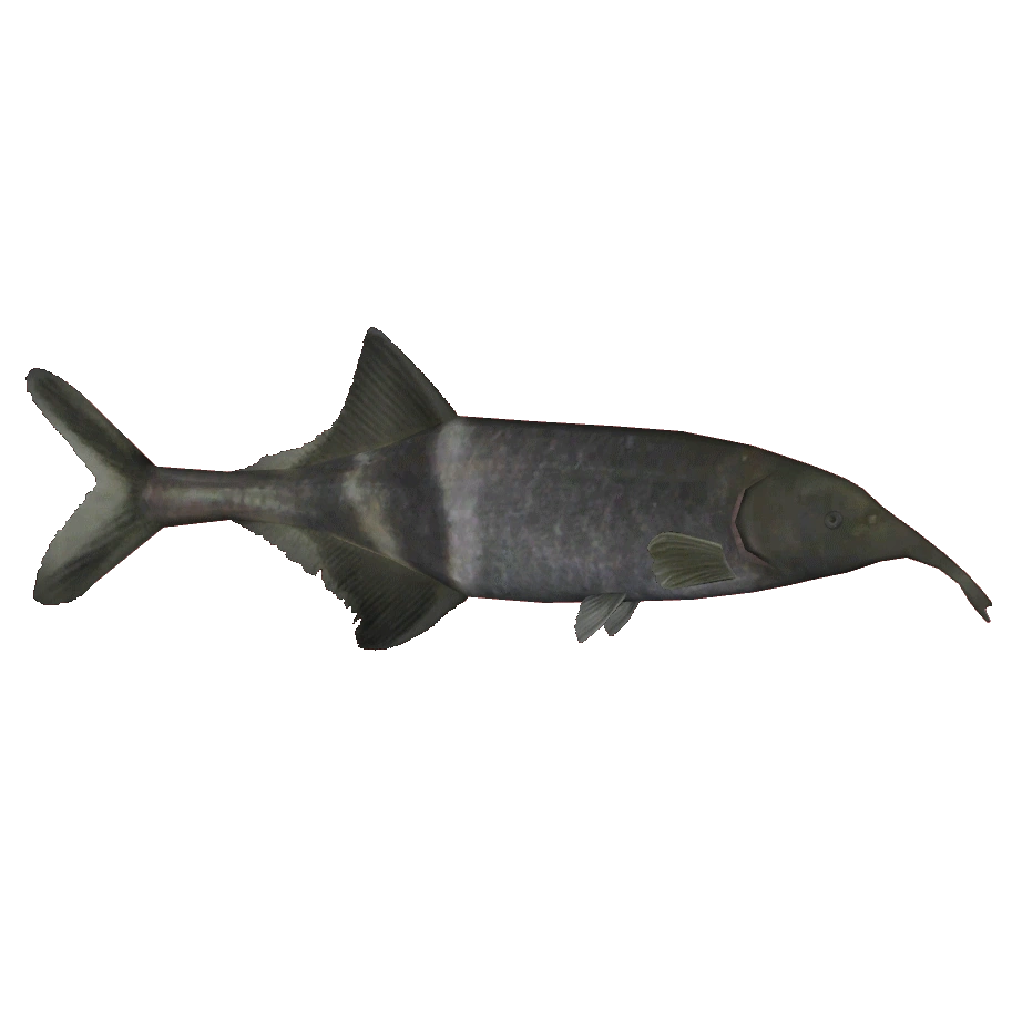 Elephantnose Fish (Thom) | ZT2 Download Library Wiki | Fandom