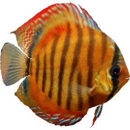 Royal Red Discus (Dycki1231) | ZT2 Download Library Wiki | Fandom