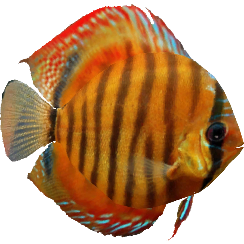 Royal Red Discus (Dycki1231) | ZT2 Download Library Wiki | Fandom