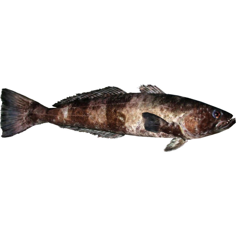 Antarctic Cod