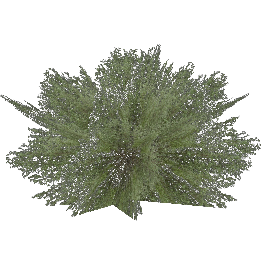 Dwarf Birch (Demon Hunter) | ZT2 Download Library Wiki | Fandom