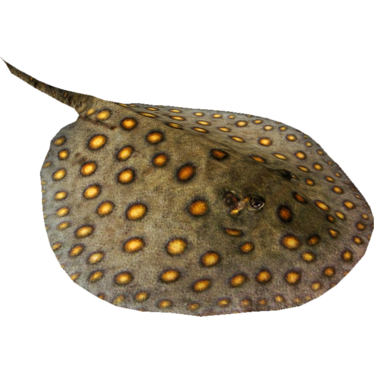 Ocellate River Stingray (Bunyupy, Ignacio, Maximilian & Zerosvalmont ...