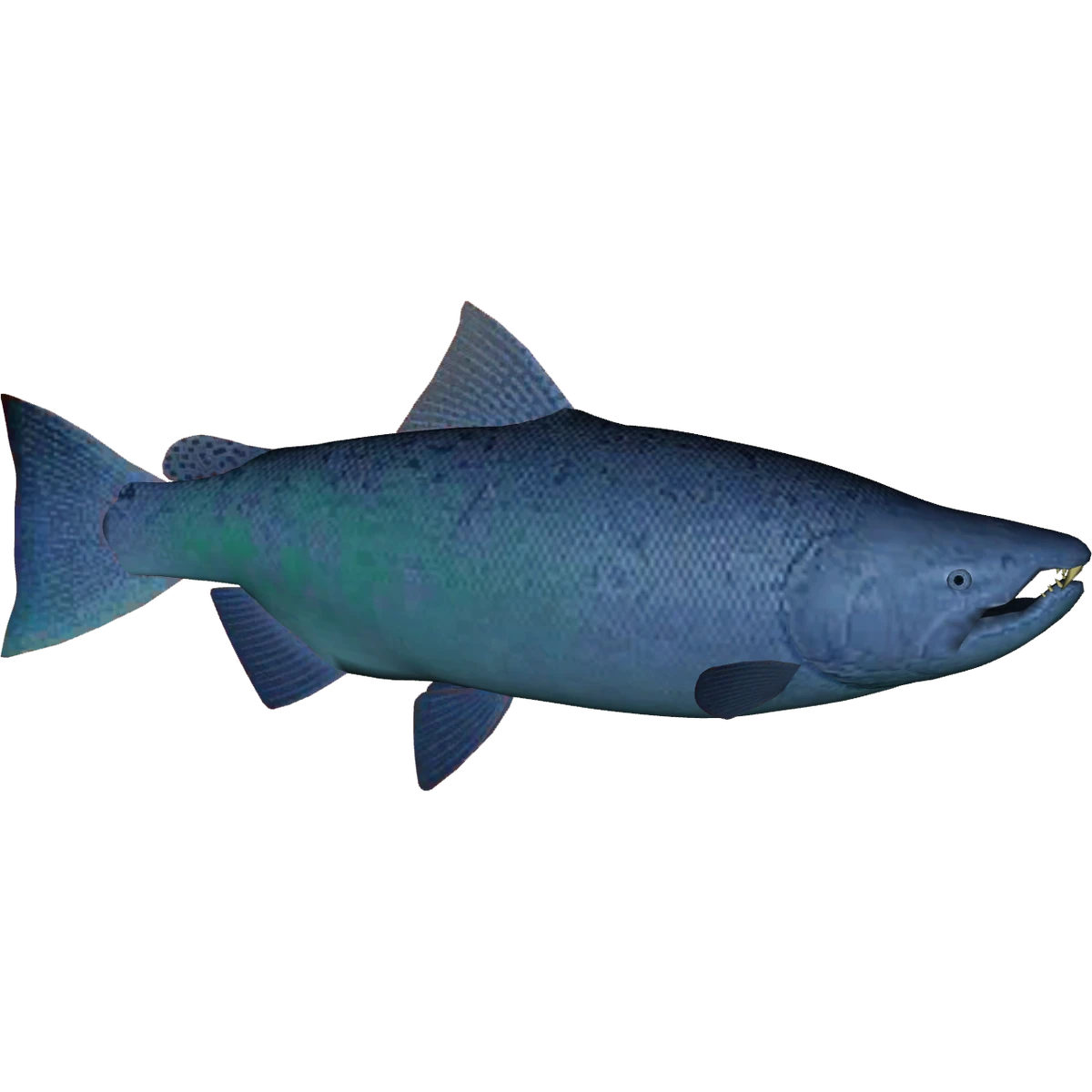 Sabertooth Salmon (Whalebite) | ZT2 Download Library Wiki | Fandom