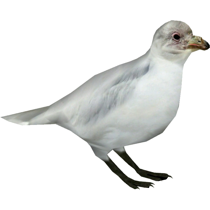 Snowy Sheathbill (Whalebite) | ZT2 Download Library Wiki | Fandom