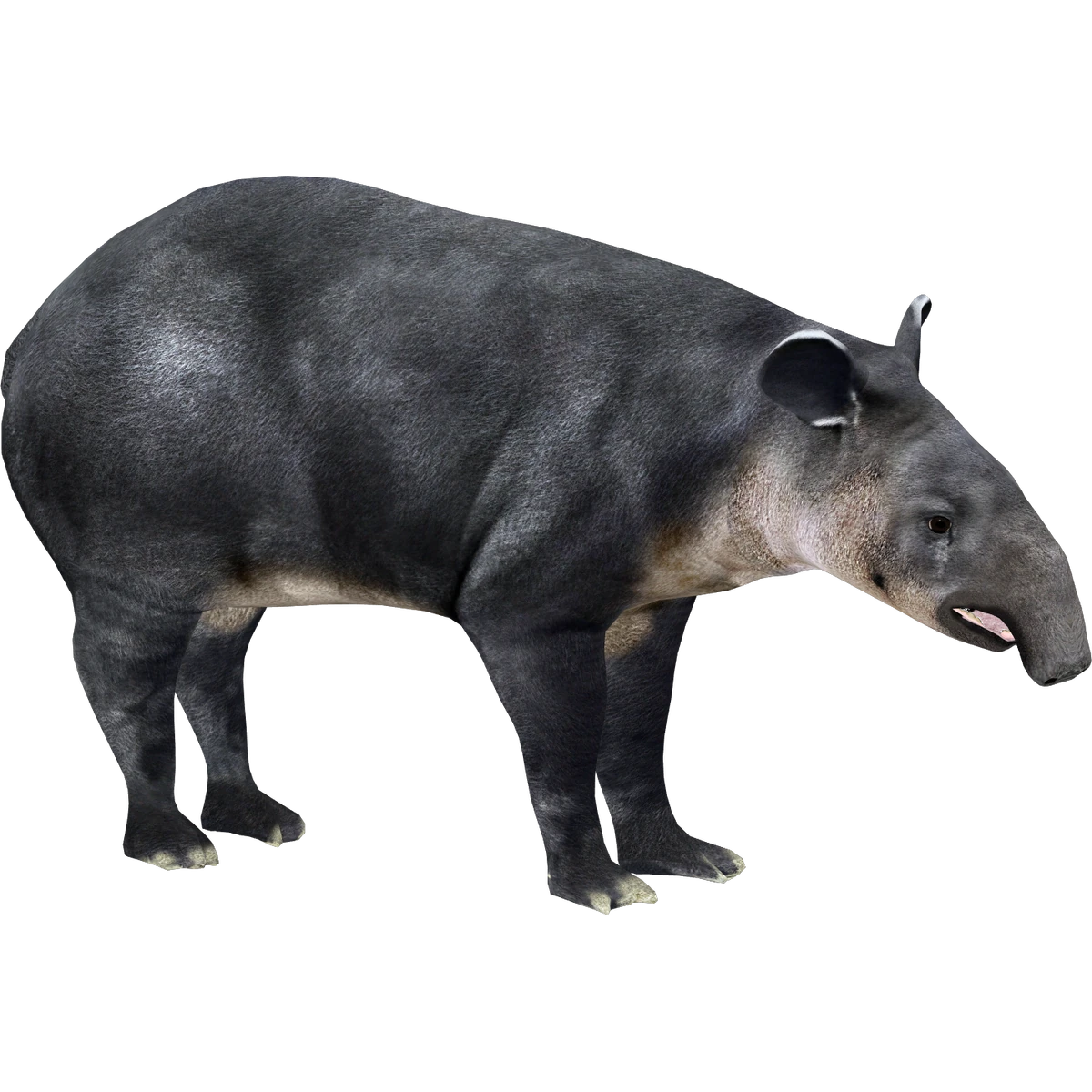 Baird's Tapir (Strigops) | ZT2 Download Library Wiki | Fandom