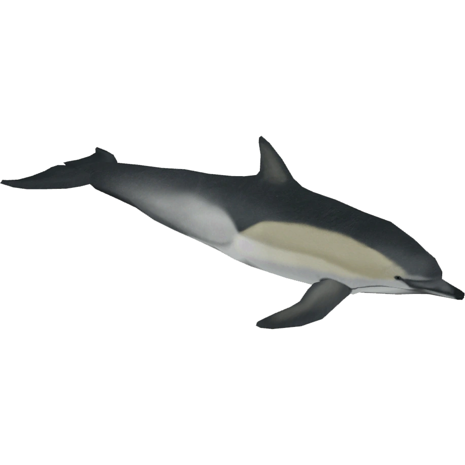 Short-beaked Common Dolphin (Zeta-Designs) | ZT2 Download Library Wiki ...