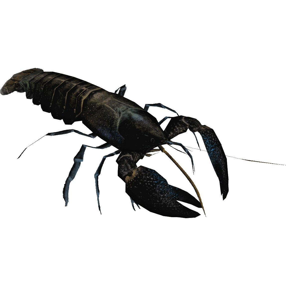 Tasmanian Giant Crayfish