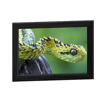 Framed Pictures (Zeta-Designs) | ZT2 Download Library Wiki | Fandom