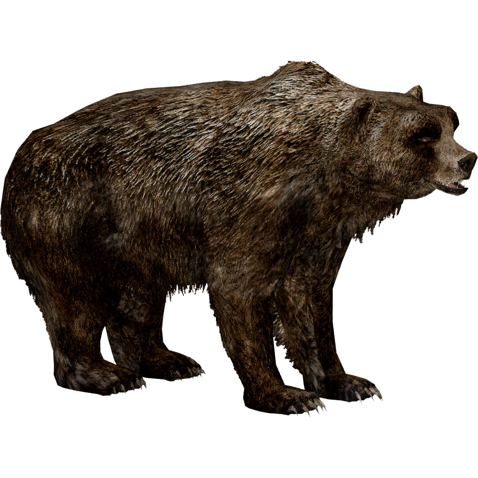 European Cave Bears