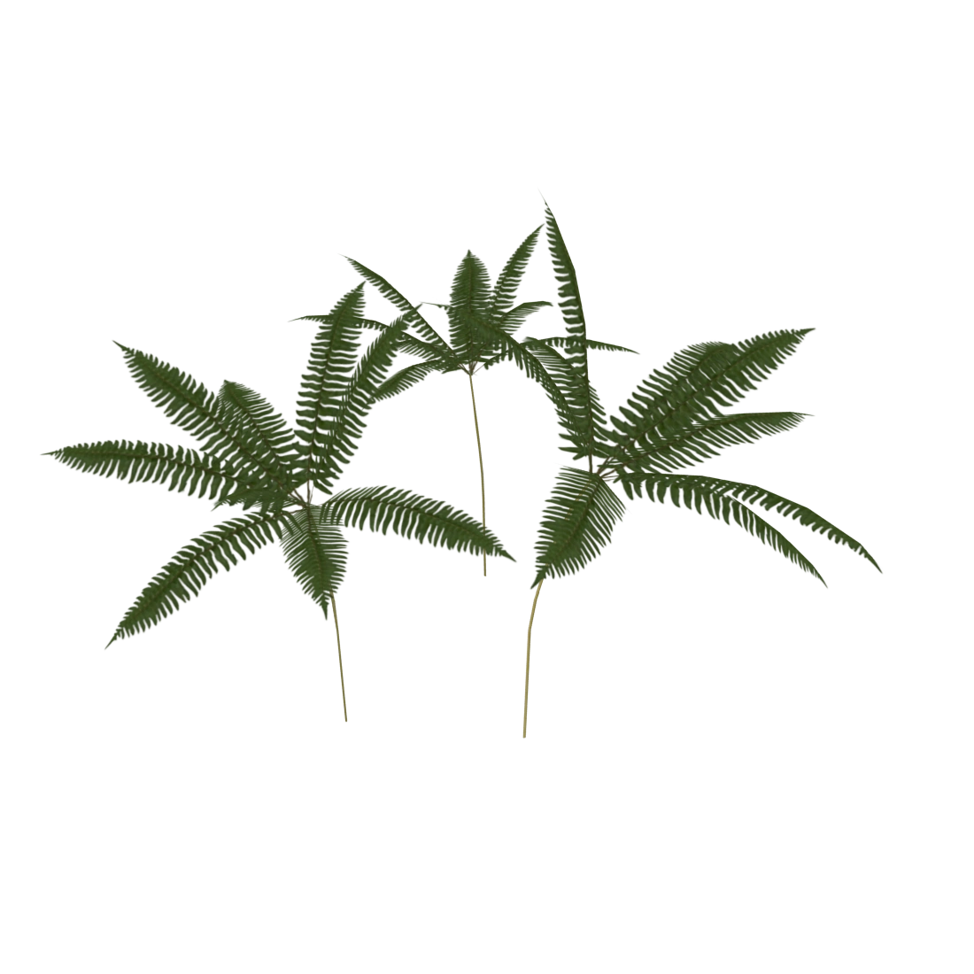 Phlebopteris (Panrex) | ZT2 Download Library Wiki | Fandom