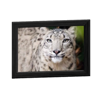 Framed Pictures (Zeta-Designs) | ZT2 Download Library Wiki | Fandom