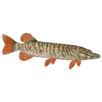 Redfin Pickerel (Jules & Stephen) | ZT2 Download Library Wiki | Fandom