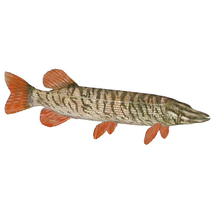 Redfin Pickerel (Jules & Stephen) | ZT2 Download Library Wiki | Fandom