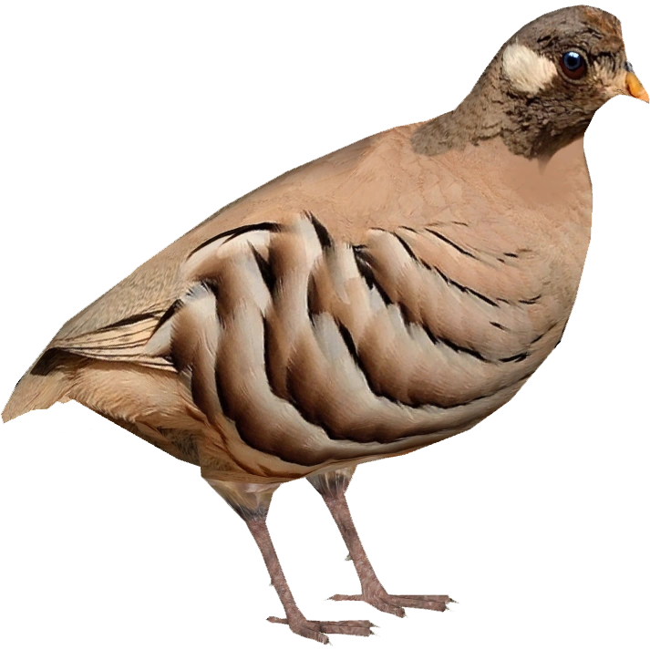 Sand Partridge (Feral Designs) | ZT2 Download Library Wiki | Fandom
