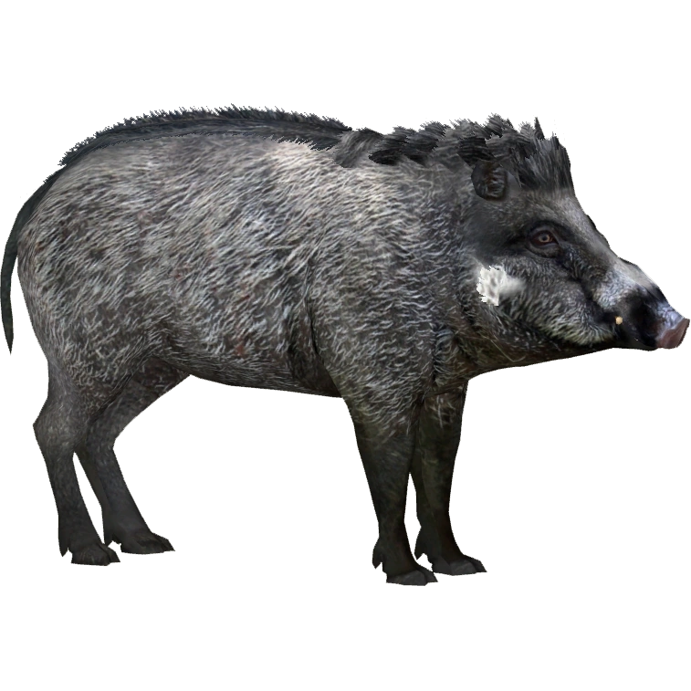 Visayan Warty Pig (Ulquiorra) | ZT2 Download Library Wiki | Fandom