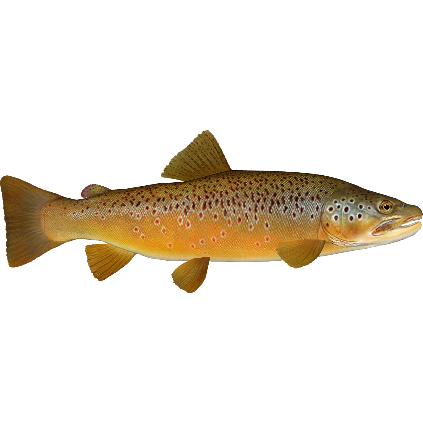 Brown Trout Clip Art
