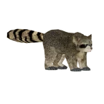 Category:Procyonids | ZT2 Download Library Wiki | Fandom