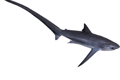 prickly shark predators