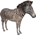 Category:Equids | ZT2 Download Library Wiki | Fandom