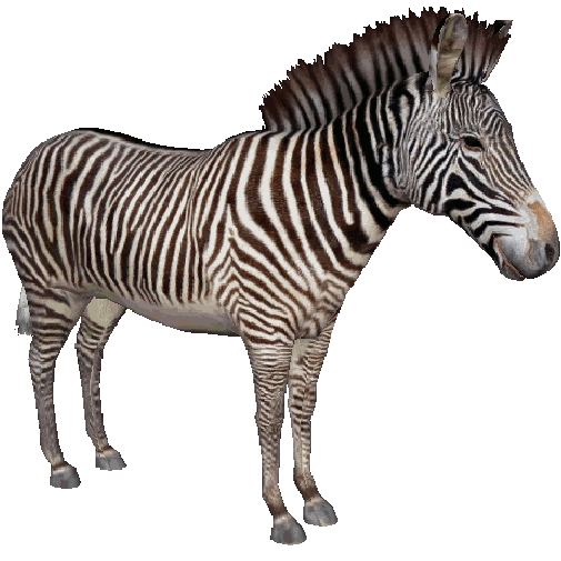 Grévy's Zebra (DutchDesigns) | ZT2 Download Library Wiki | Fandom