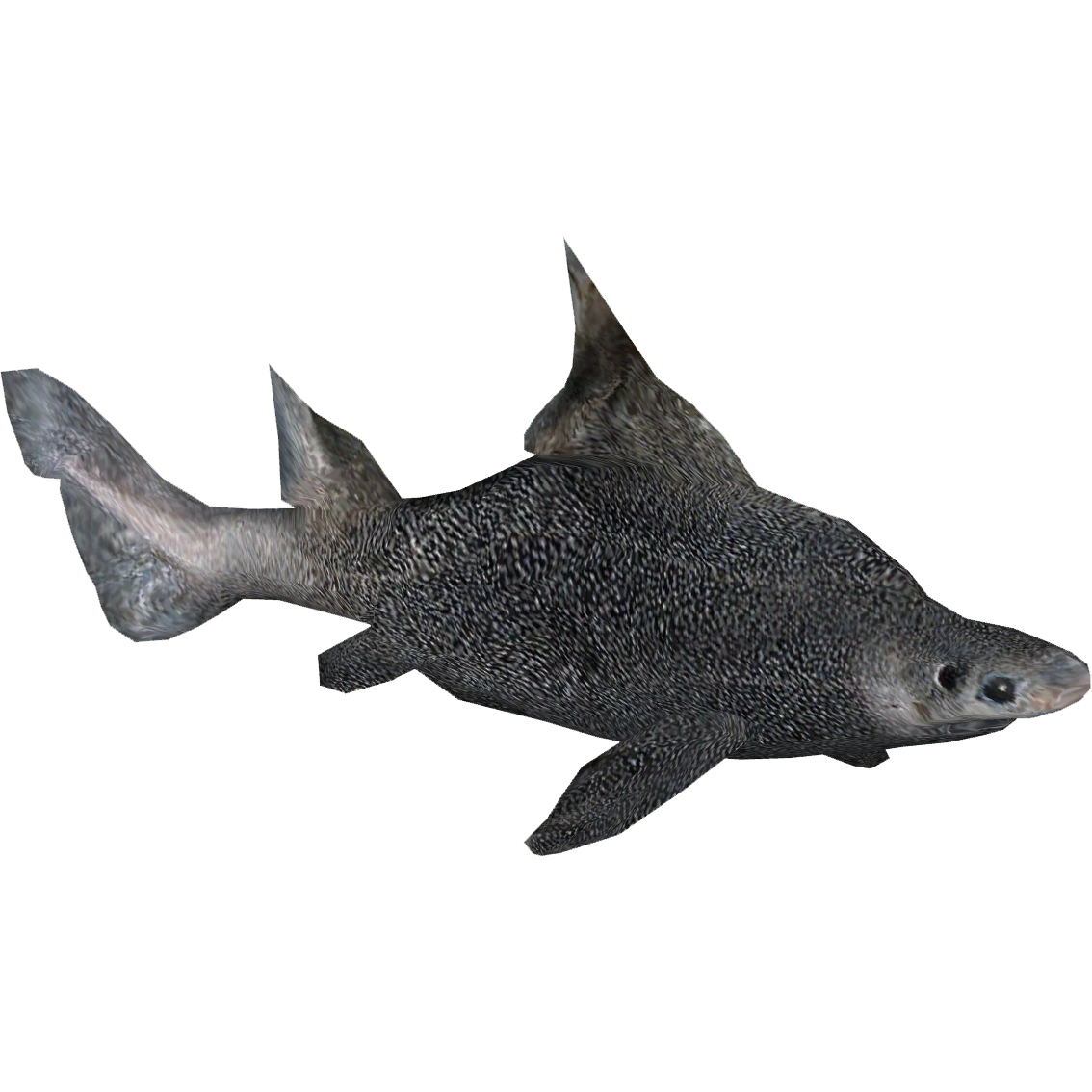 Prickly Dogfish