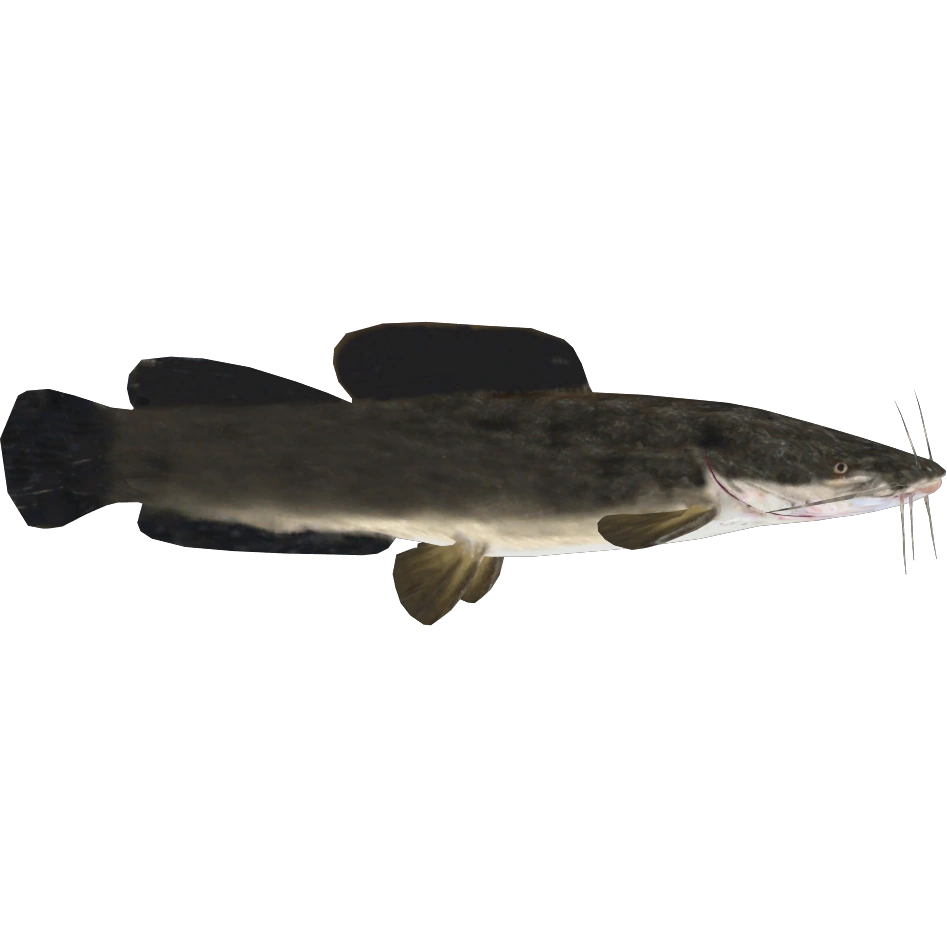 Vundu Catfish (Buffzoo & Thom) | ZT2 Download Library Wiki | Fandom