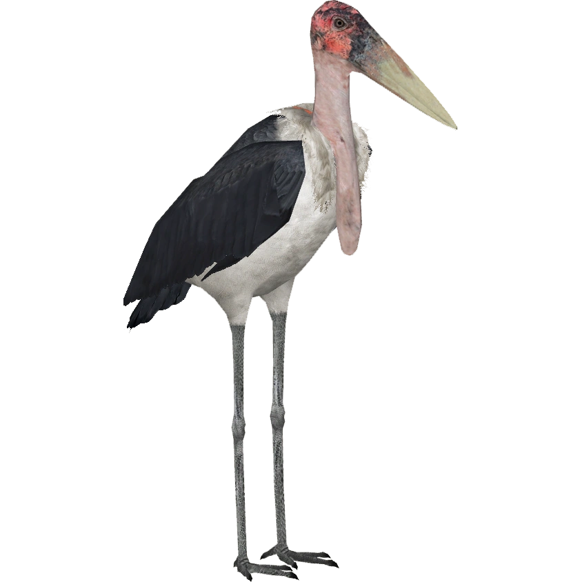 Marabou Stork (Elephant) | ZT2 Download Library Wiki | Fandom