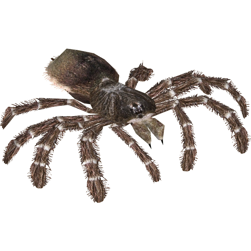 Goliath Birdeater (HENDRIX & Zerosvalmont) | ZT2 Download Library Wiki ...