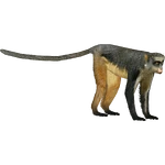 Category:Old World Monkeys | ZT2 Download Library Wiki | Fandom