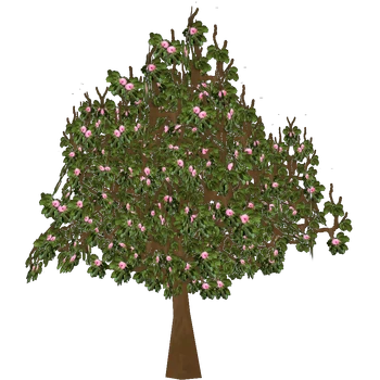 Ipil Tree (Biodome) | ZT2 Download Library Wiki | Fandom