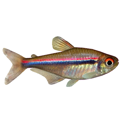 Flag Tetra (PaJaS30) | ZT2 Download Library Wiki | Fandom