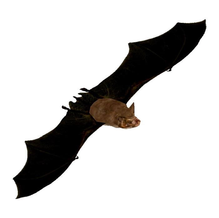 Lesser Short-tailed Bat (Whalebite) | ZT2 Download Library Wiki | Fandom