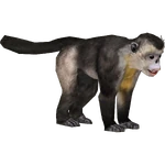 Category:Old World Monkeys | ZT2 Download Library Wiki | Fandom