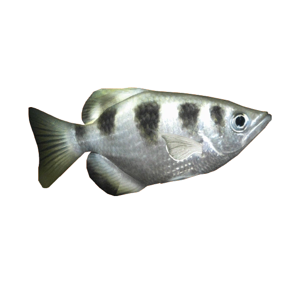 Banded Archerfish (Fishzilla) | ZT2 Download Library Wiki | Fandom