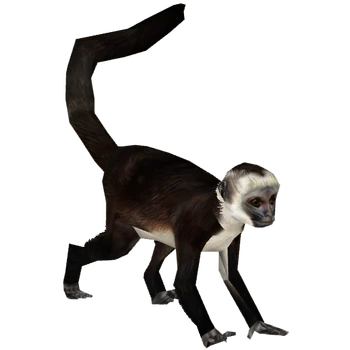 Geoffroy's Spider Monkey (Tamara Henson) | ZT2 Download Library Wiki ...