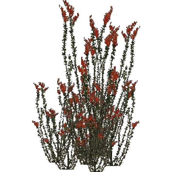 Ocotillo Bush (Realy) | ZT2 Download Library Wiki | Fandom