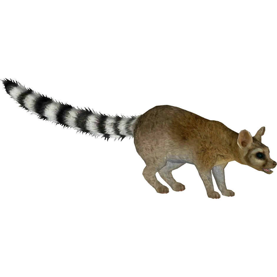 Ringtail (Whalebite) | ZT2 Download Library Wiki | Fandom